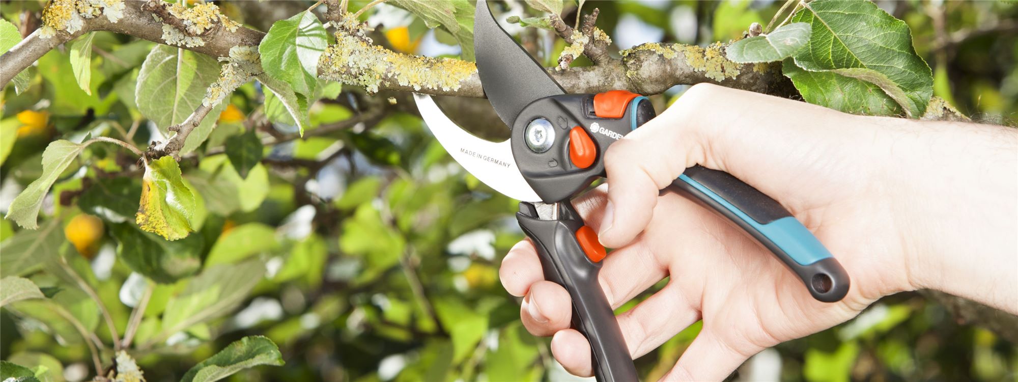 Taille des arbres fruitiers